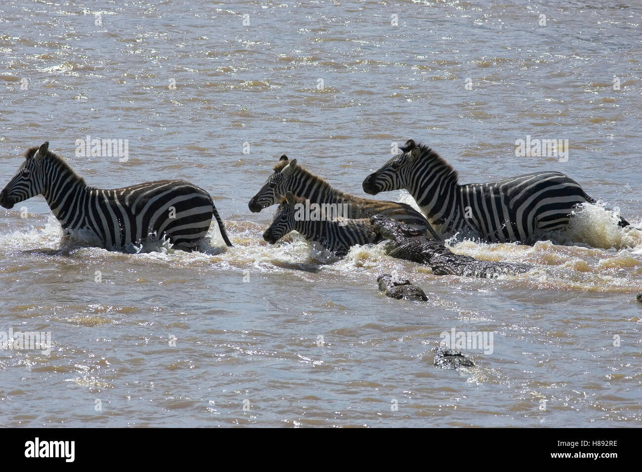 Nile Crocodile (Crocodylus niloticus) hungry adult attacking Zebra ...