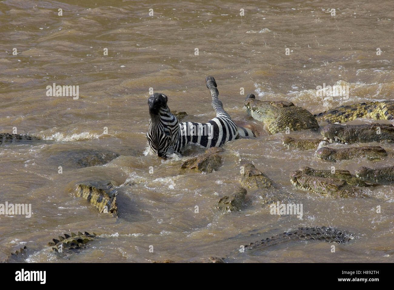 Nile Crocodile (Crocodylus niloticus) hungry adults attacking Zebra ...