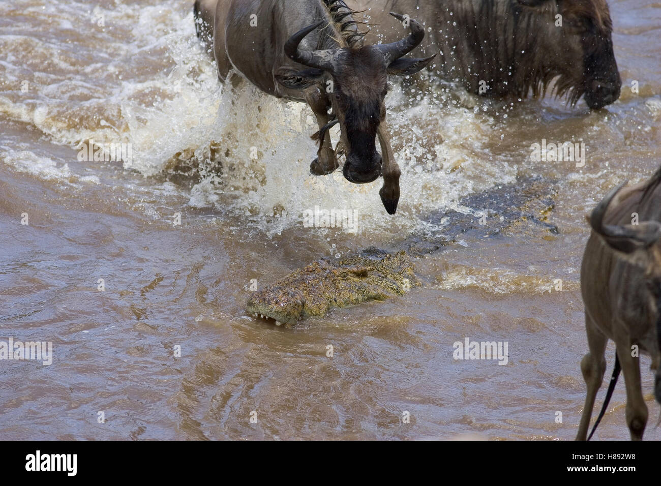 Nile Crocodile (Crocodylus niloticus) attacking a Blue Wildebeest ...