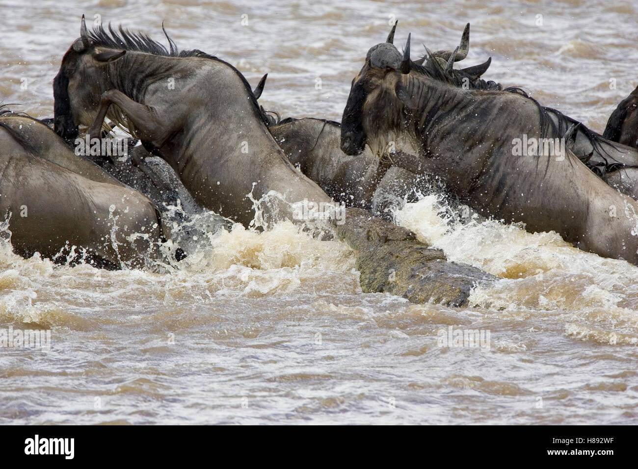 Nile Crocodile (Crocodylus niloticus) moving in on Blue Wildebeest ...