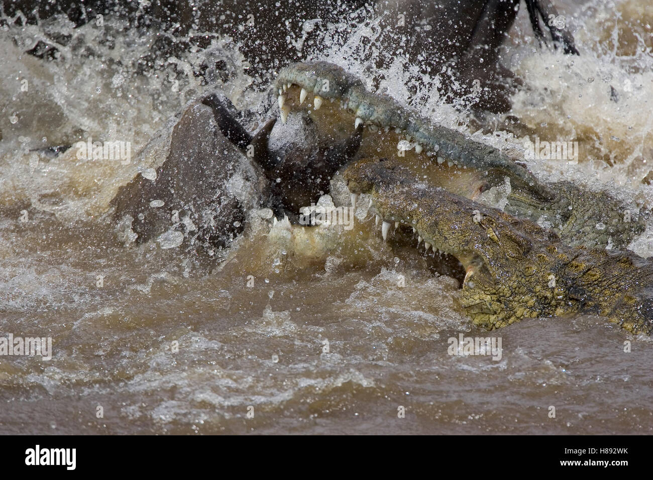 Nile Crocodile (Crocodylus niloticus) pair attacking a Blue Wildebeest ...