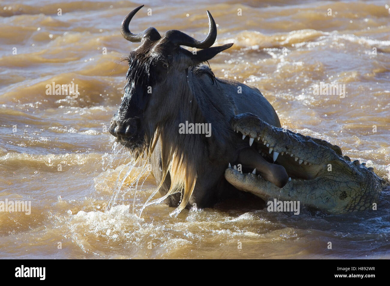 Nile Crocodile (Crocodylus niloticus) attacking a Blue Wildebeest ...