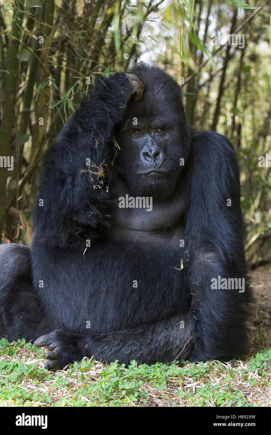 Mountain Gorilla (Gorilla gorilla beringei) large silverback male ...