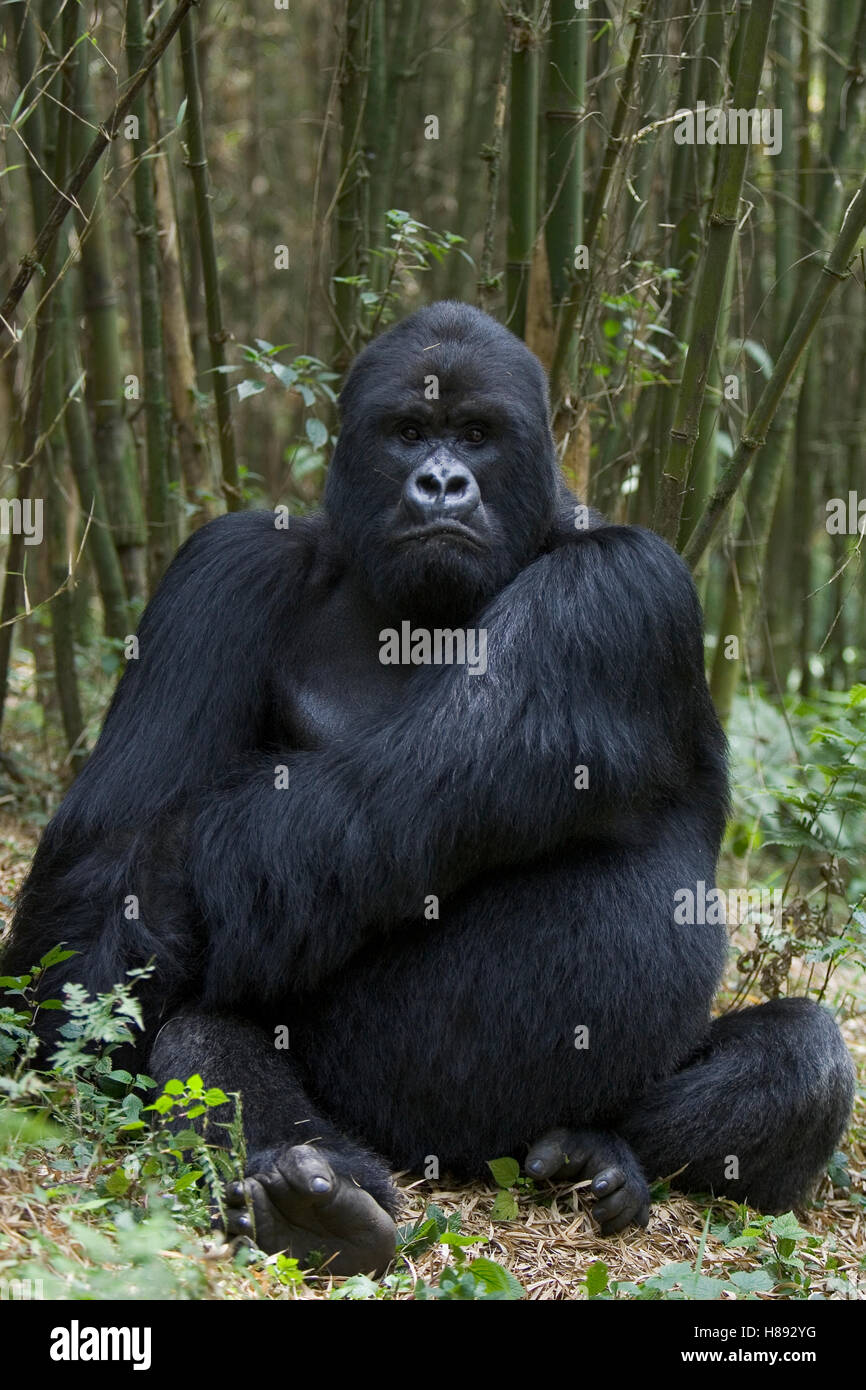 Mountain Gorilla (Gorilla gorilla beringei) large male silverback ...