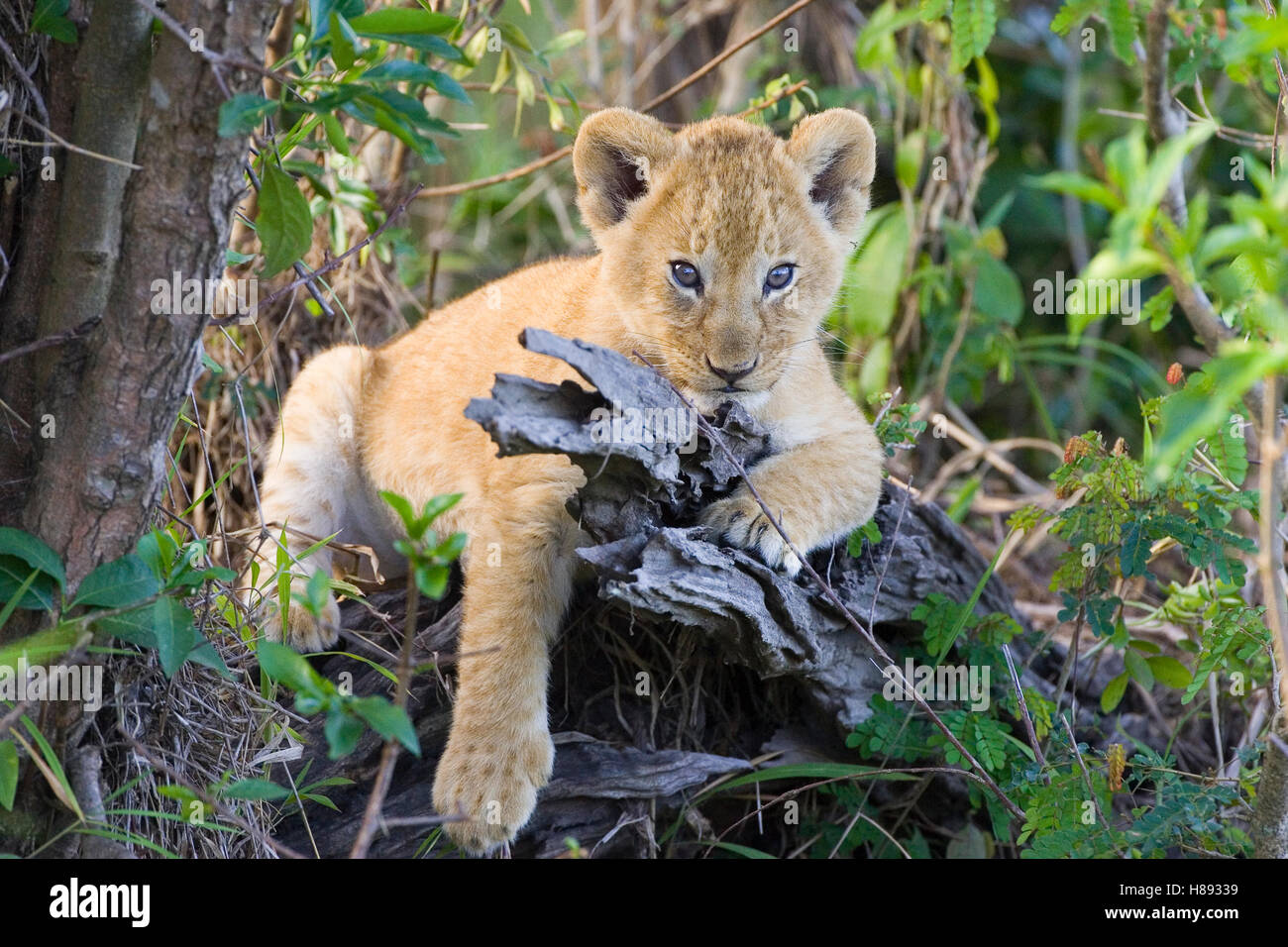 African Lion (Panthera leo) six to seven week old cub resting on log ...
