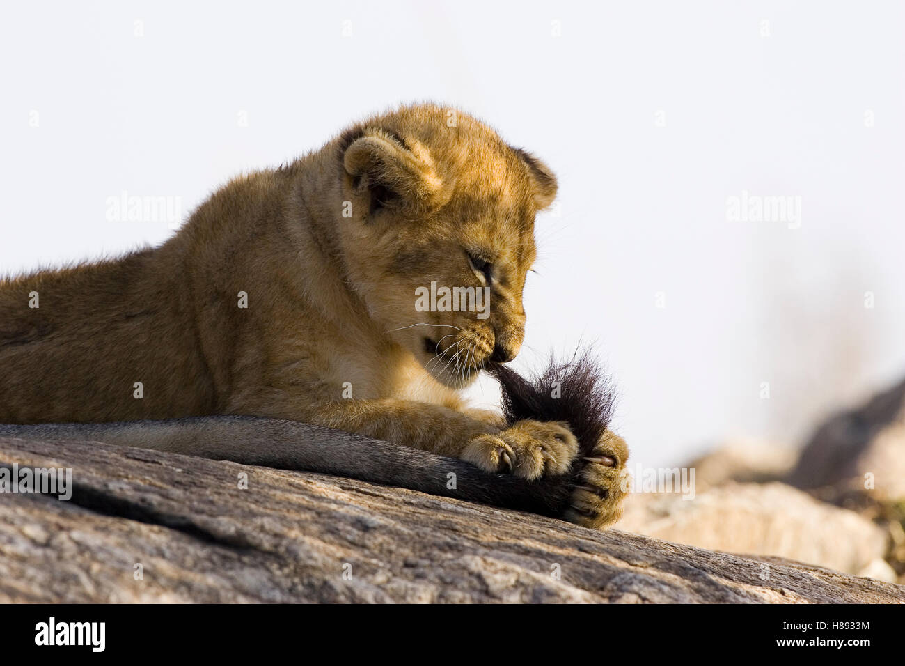 African Lion (Panthera leo) seven to eight week old cub chewing on ...