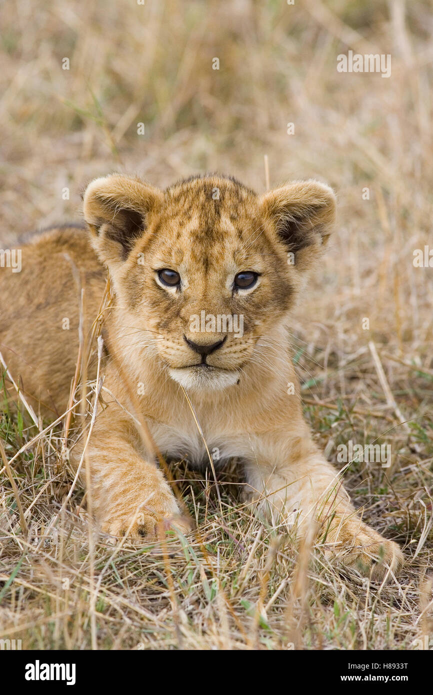 African Lion (Panthera leo) eight to nine week old female cub ...