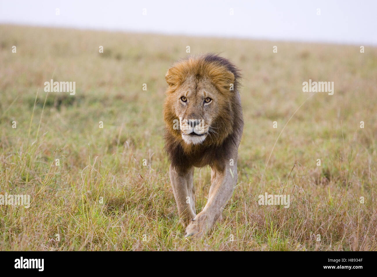African Lion (Panthera leo) large male approaching camera, vulnerable ...