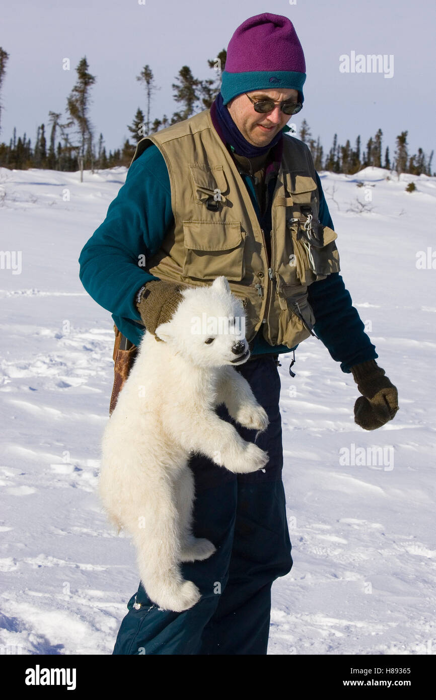 Polar Bear (Ursus maritimus) researcher Nick Lunn carries a ...