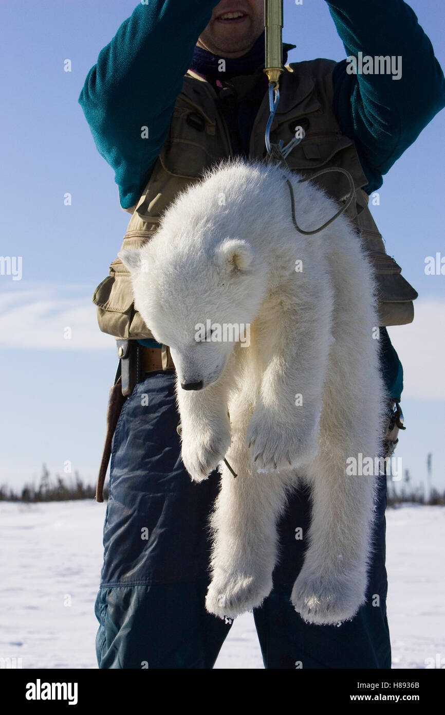 Polar Bear (Ursus maritimus) researcher Nick Lunn weighs a three to ...