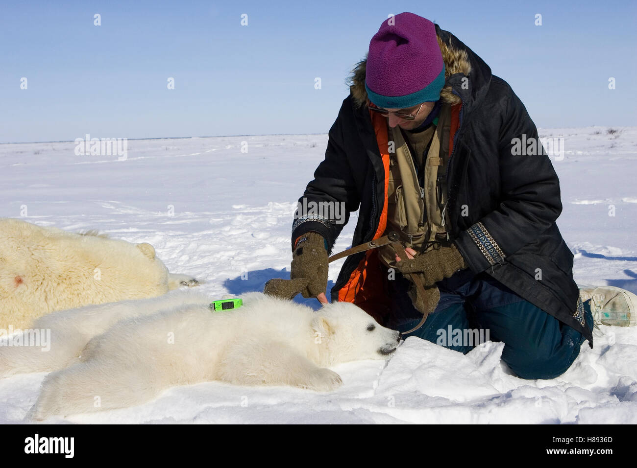 Polar Bear (Ursus maritimus) researcher Nick Lunn measures the skull ...
