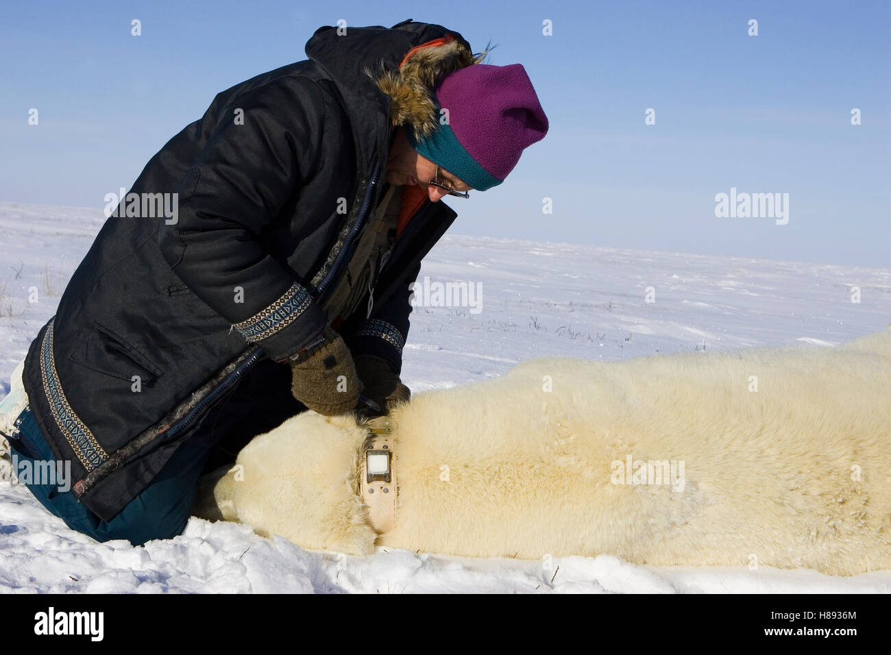 Polar Bear (Ursus maritimus) researcher Nick Lunn removes the radio ...