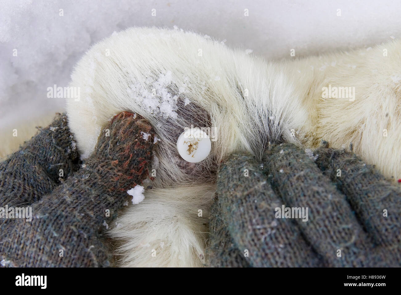 Polar Bear (Ursus maritimus) ear identification tag of adult female ...