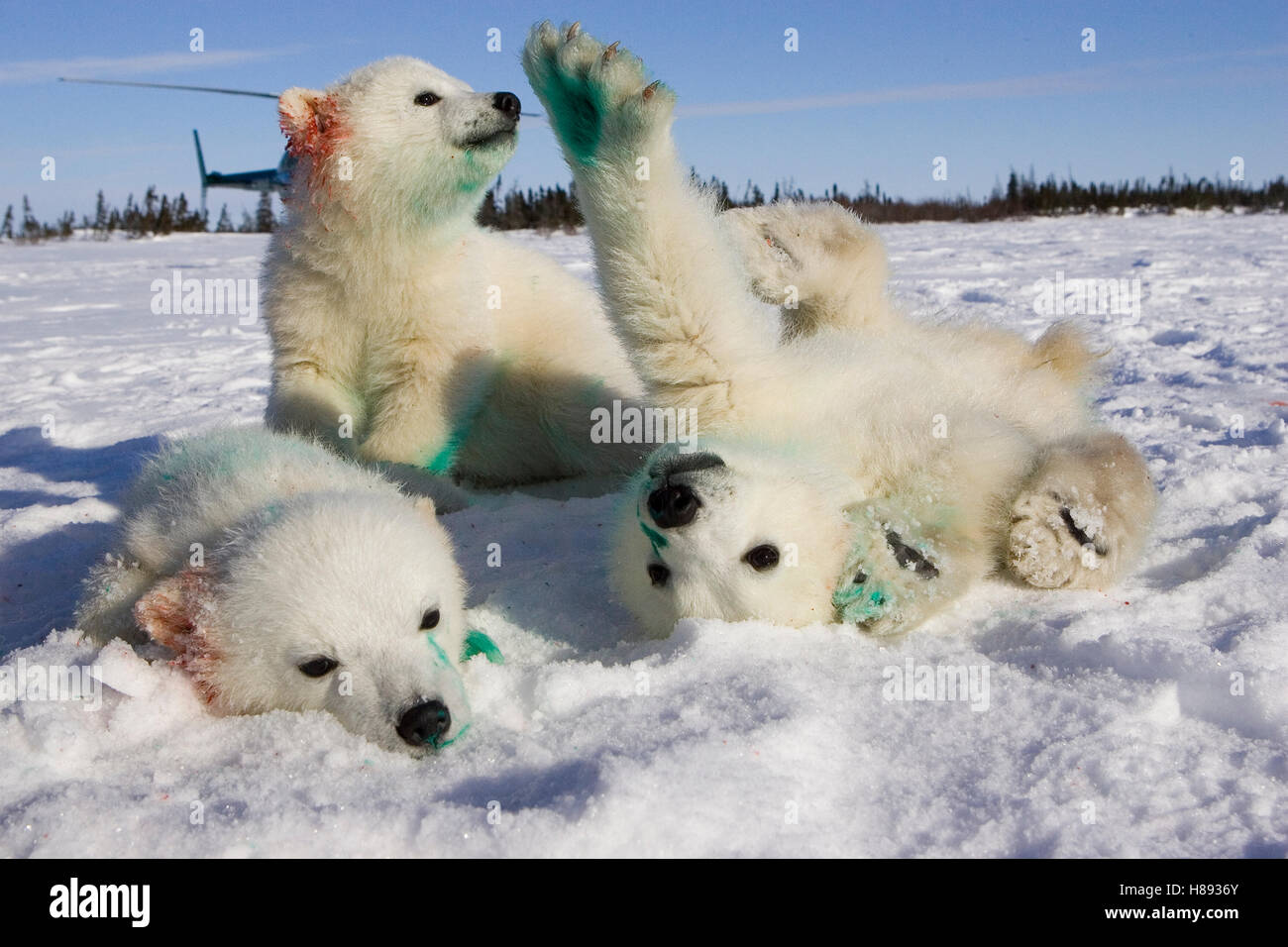 Polar Bear (Ursus maritimus) three to four month old cubs waking up ...