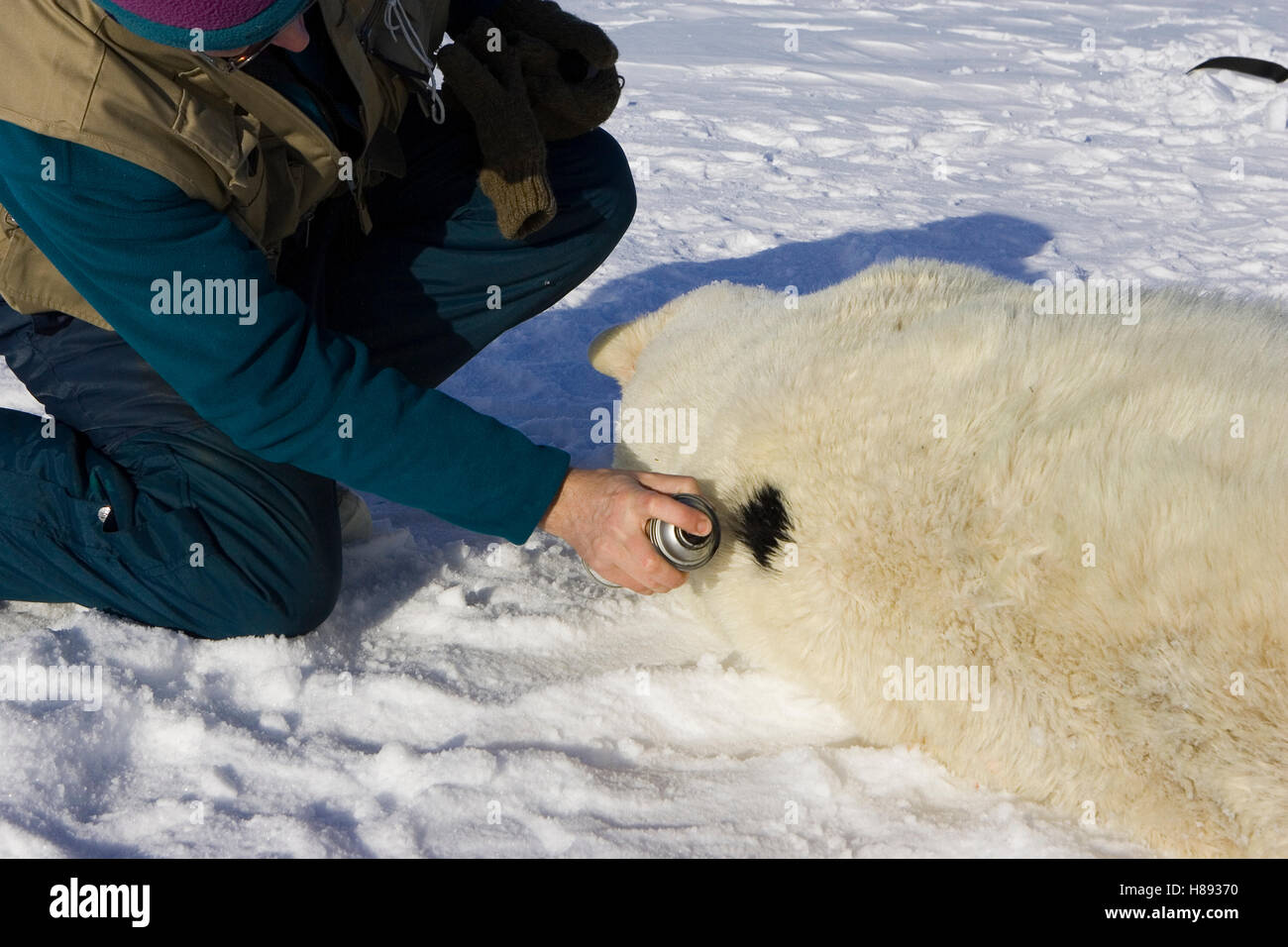 Polar Bear (Ursus maritimus) researcher Nick Lunn sprays black paint on ...