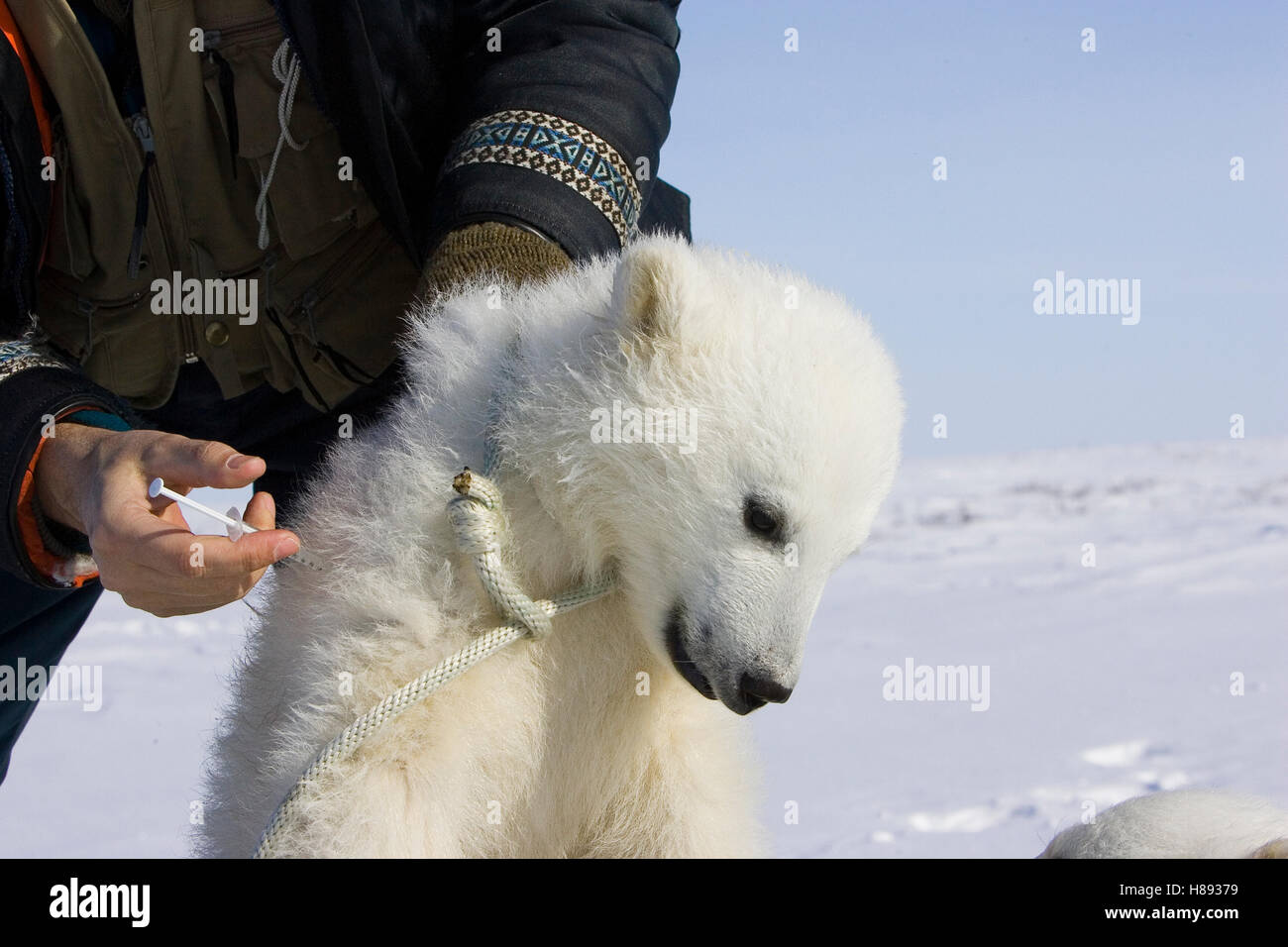 Polar Bear (Ursus maritimus) researcher Nick Lunn holds three to four ...