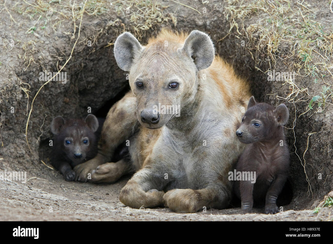 Spotted Hyena (Crocuta crocuta) 29 day old cubs with mother in den ...