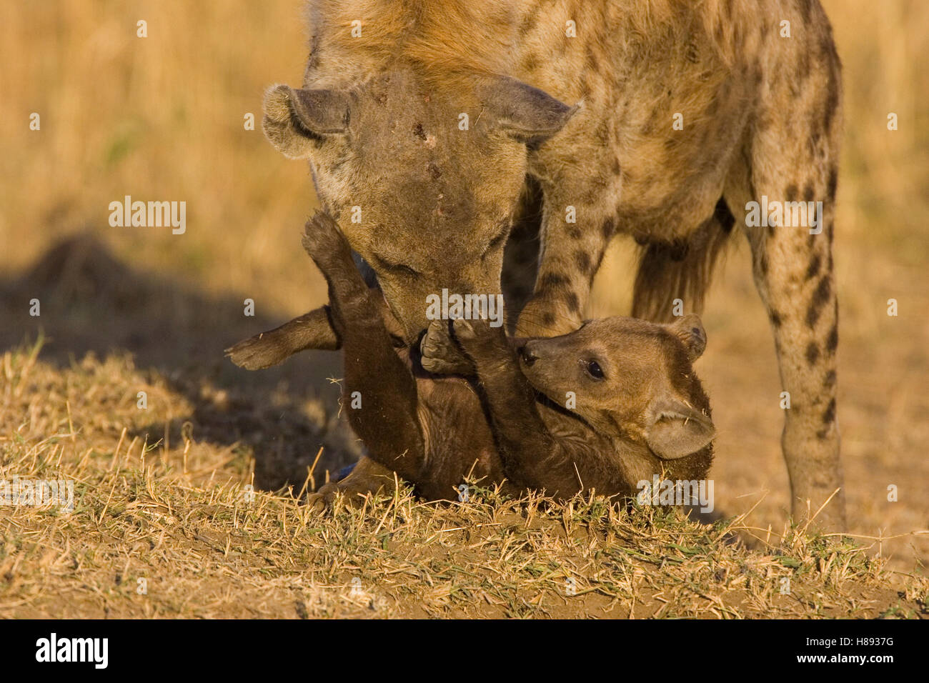 Spotted Hyena (Crocuta crocuta) mother trying to lift playful 8 to 10 ...