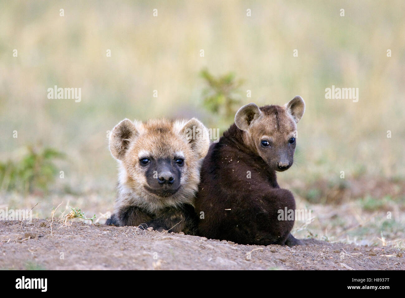 Spotted Hyena (Crocuta crocuta) 8 to 10 week old cub with 4 month old ...