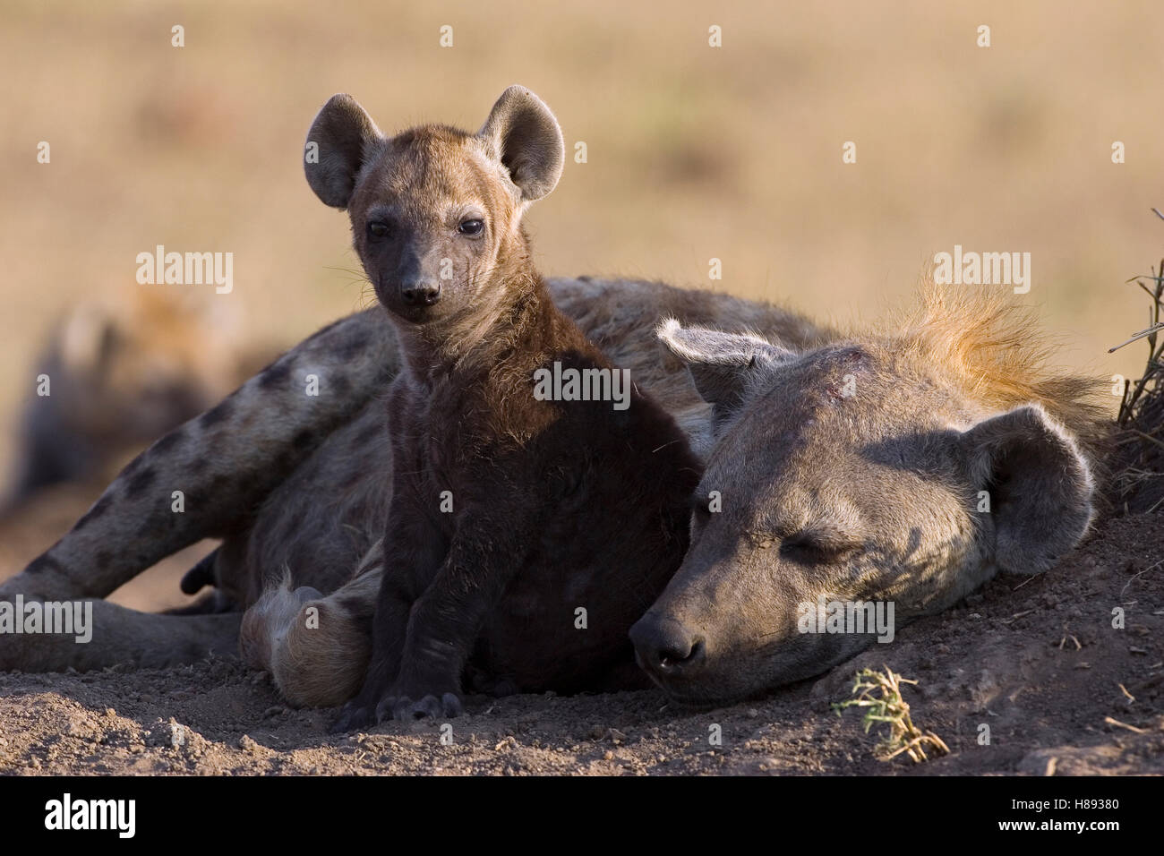 Spotted Hyena (Crocuta crocuta) mother and 8 to 10 week old cub, Masai ...