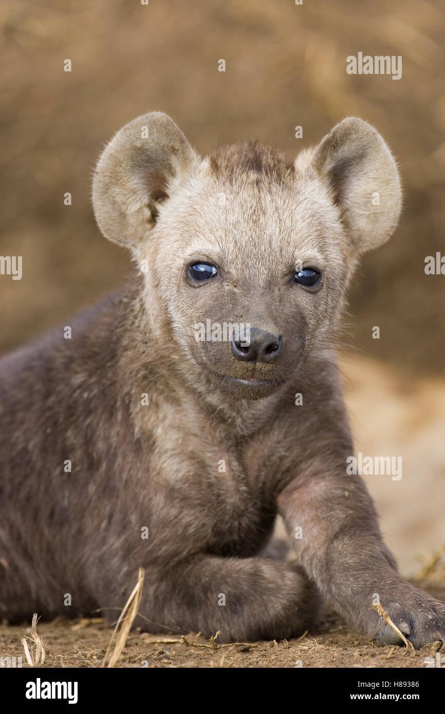 Spotted Hyena (Crocuta crocuta) 10 week old cub, Masai Mara National ...