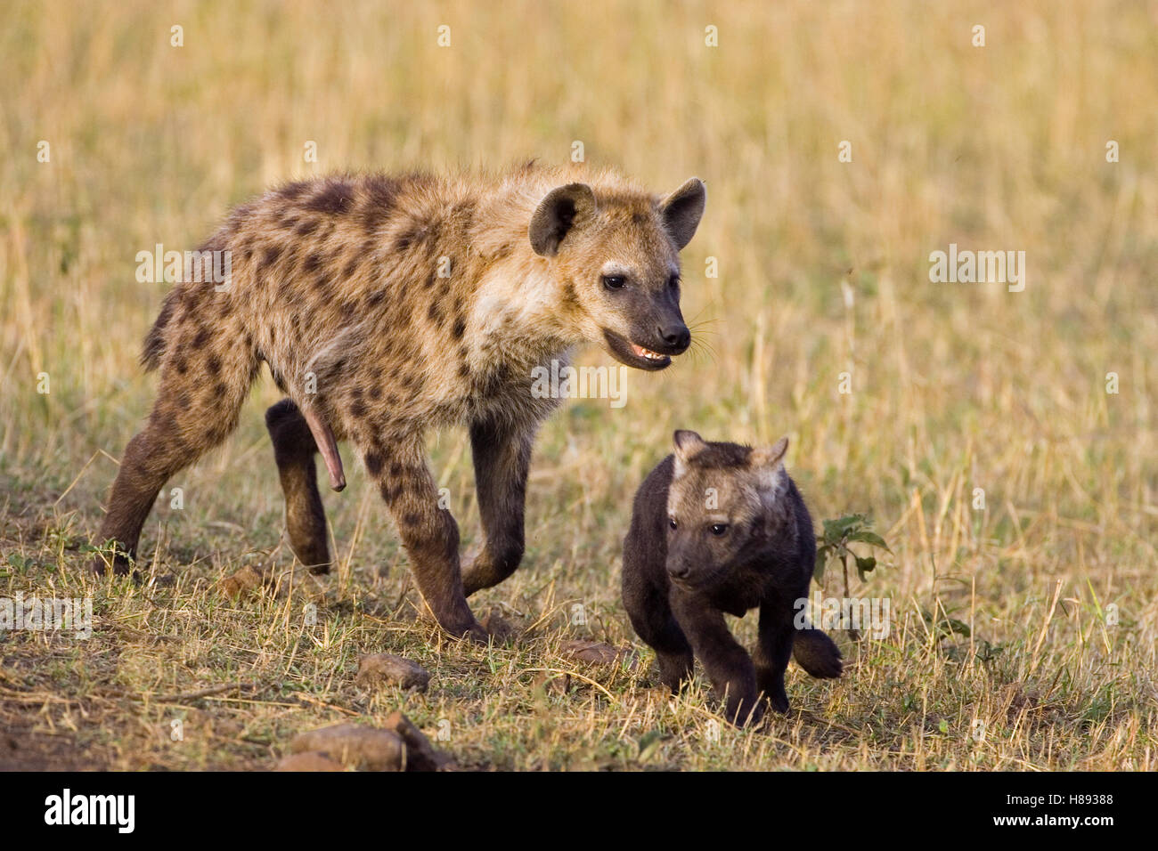 Spotted Hyena (Crocuta crocuta) juvenile chasing 10 to 12 week old cub ...