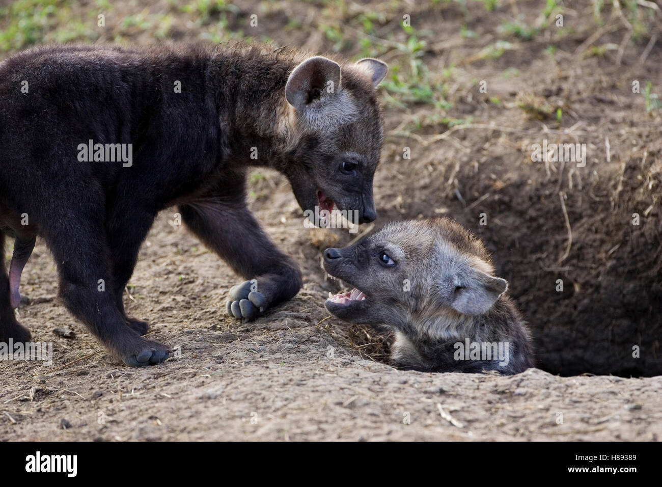Spotted Hyena (Crocuta crocuta) 12 to 14 week old cubs playing at ...