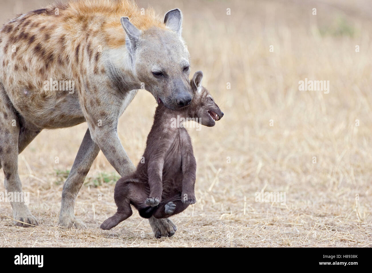 Spotted Hyena (Crocuta crocuta) mother carrying 8 week old cub, Masai ...