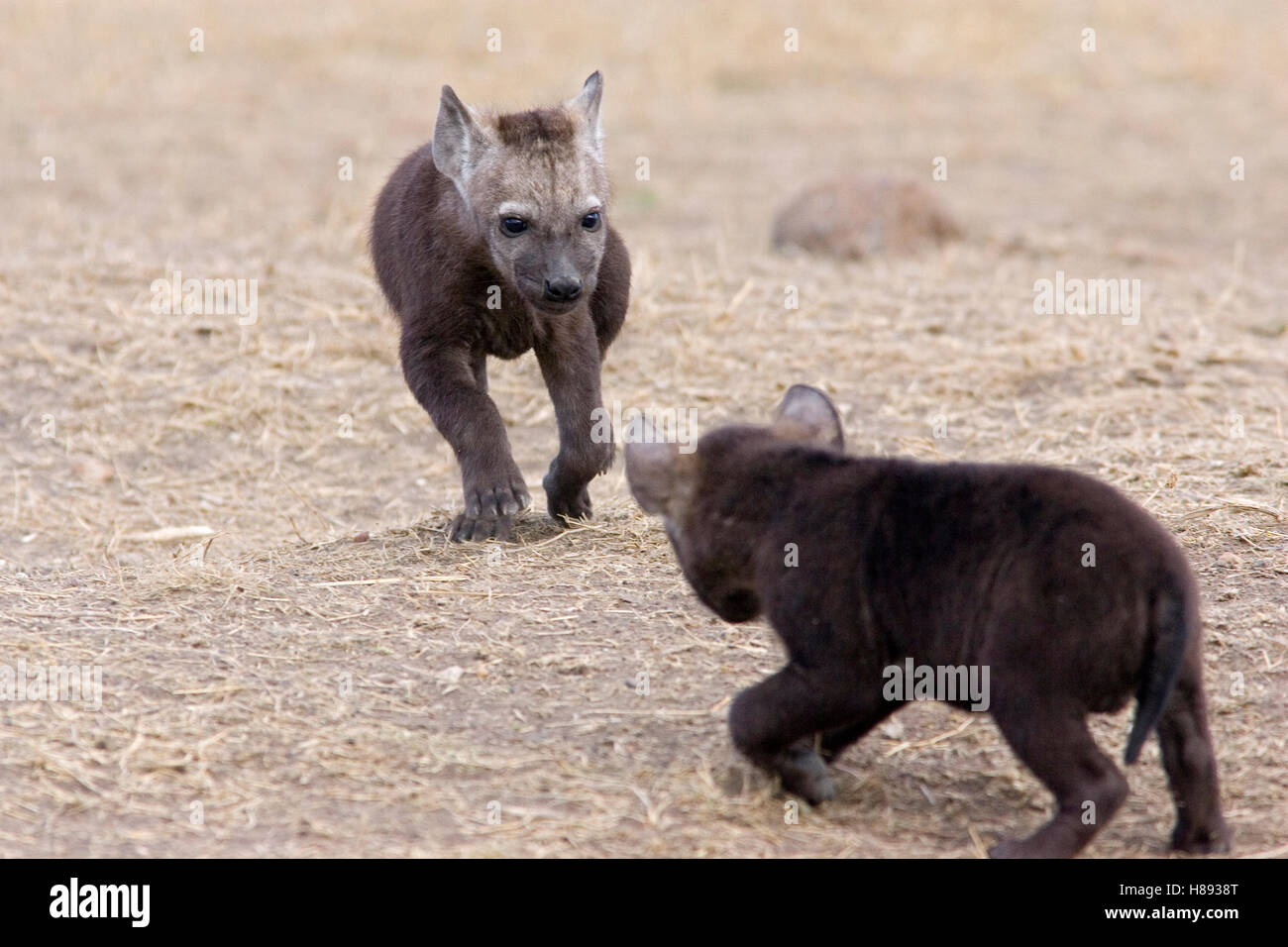 Spotted Hyena (Crocuta crocuta) 8 week old cubs playing, Masai Mara ...