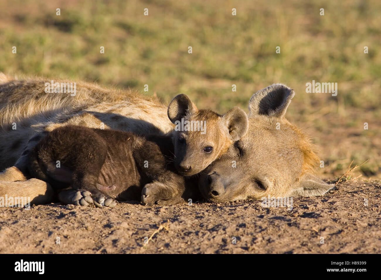 Spotted Hyena (Crocuta crocuta) 10 to 12 week old cub with mother ...