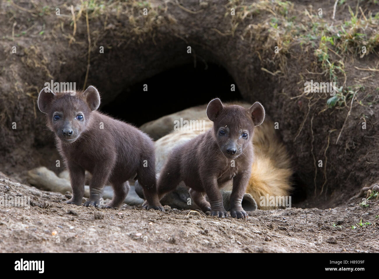 Spotted Hyena (Crocuta crocuta) curious 1 month old cubs emerging from ...
