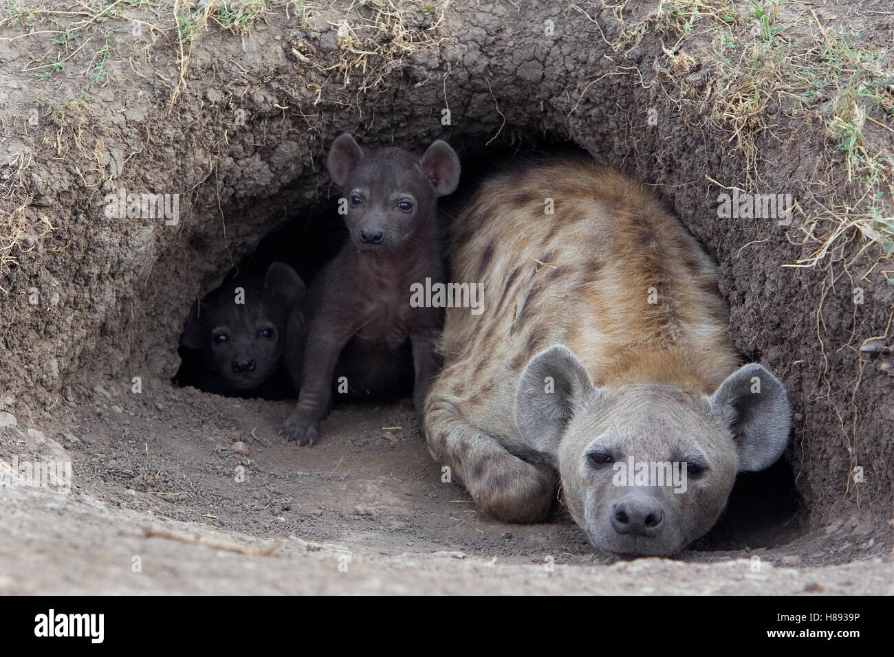Spotted Hyena (Crocuta crocuta) 34 day old cubs in den with mother ...