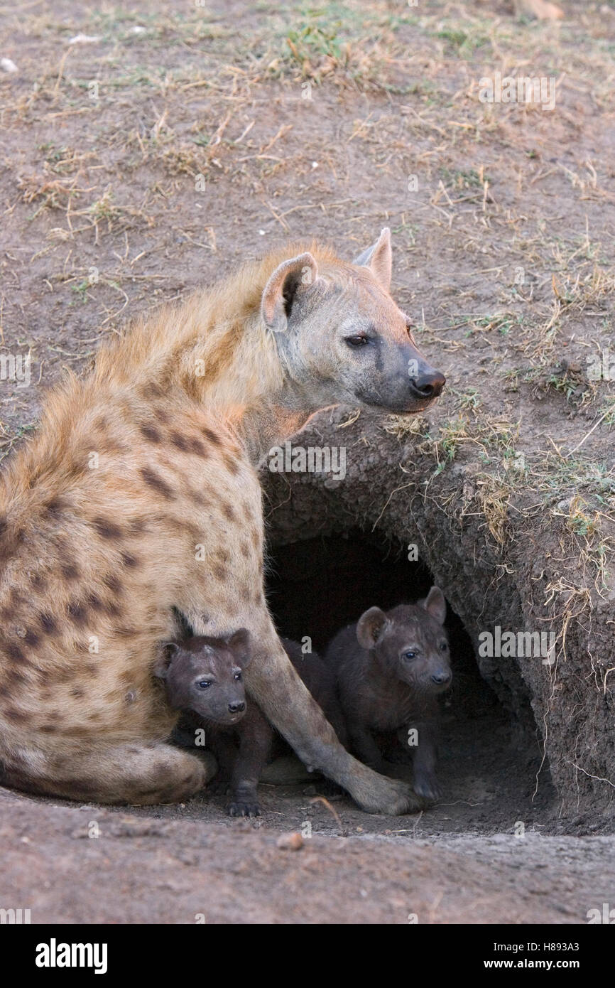 Spotted Hyena (Crocuta crocuta) 5 week old cubs at den with mother ...