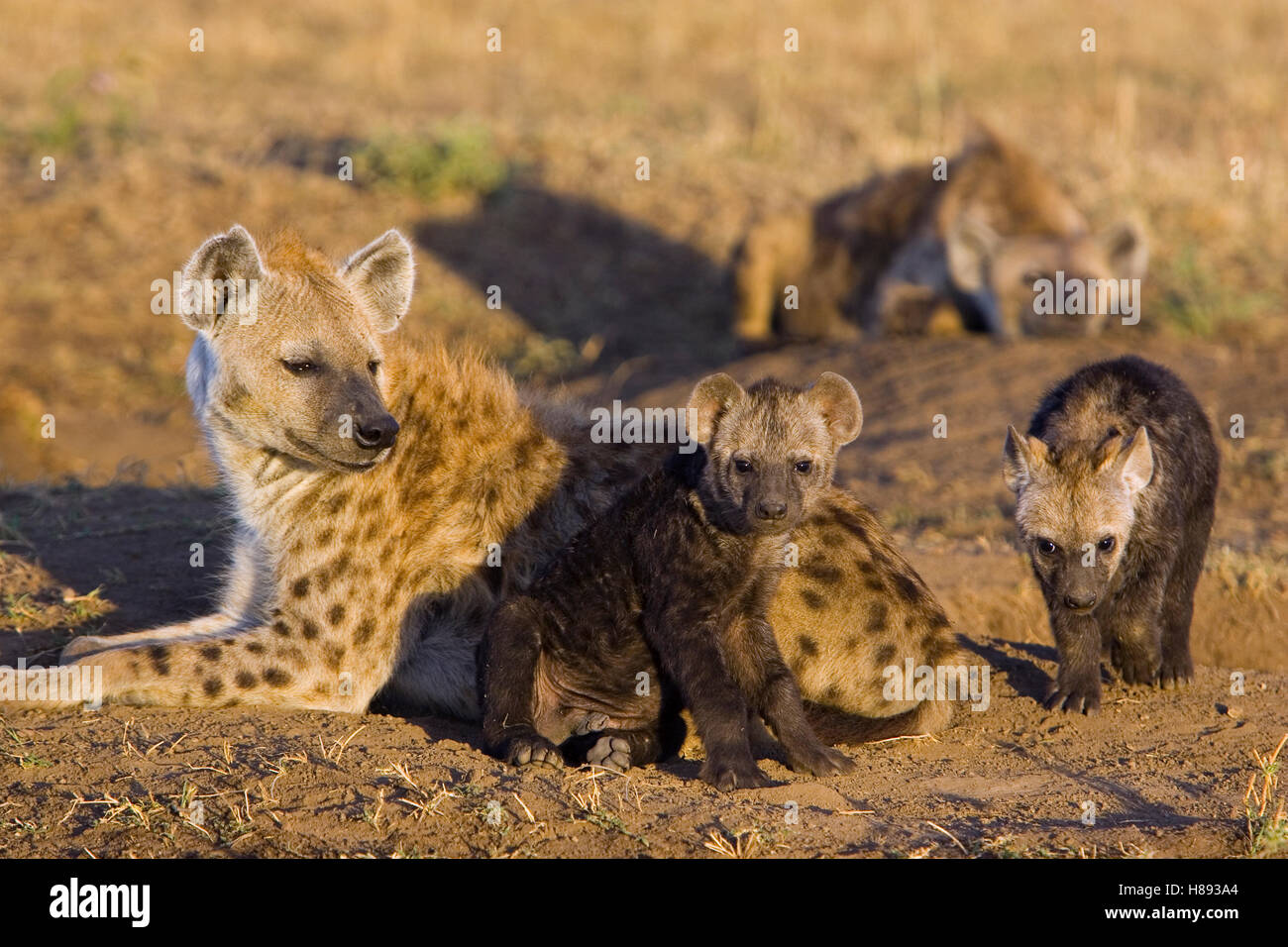 Spotted Hyena (Crocuta crocuta) mother and 12 to 14 week old cubs ...