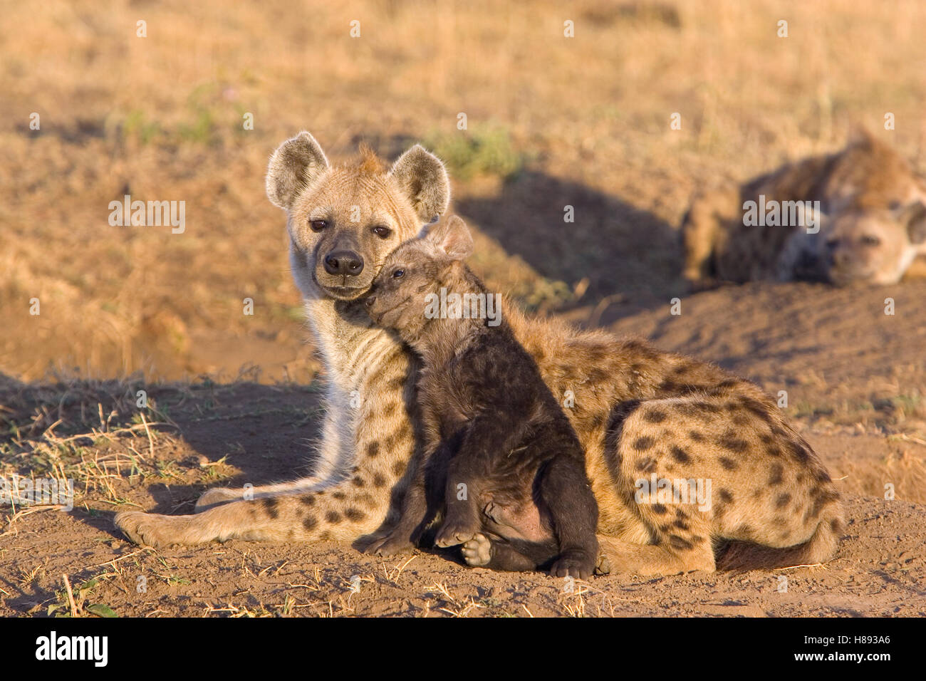 Spotted Hyena (Crocuta crocuta) mother and affectionate 12 to 14 week ...