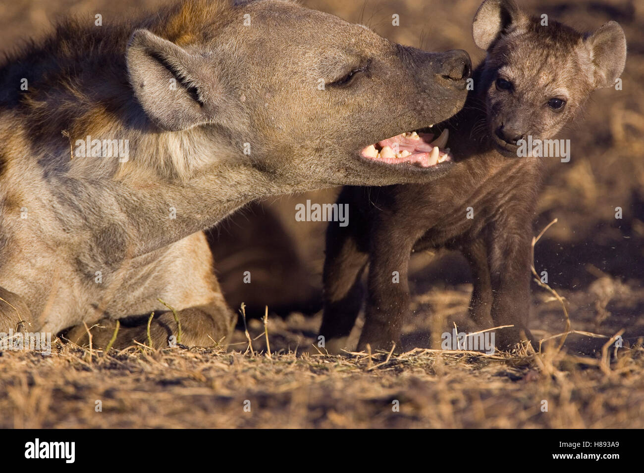 Spotted Hyena (Crocuta crocuta) mother playfully interacting with 8 ...