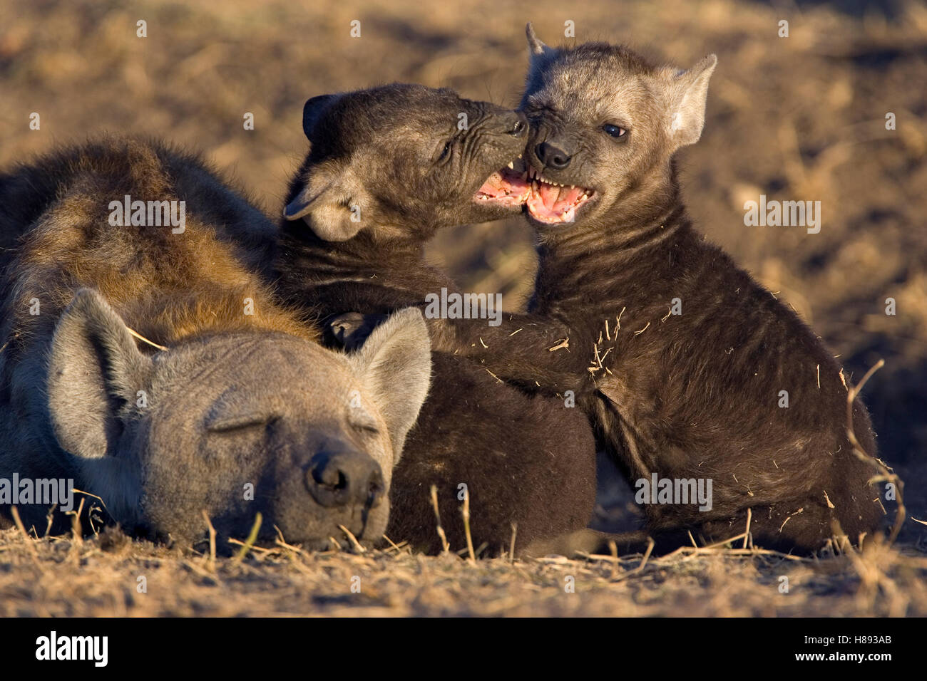 Spotted Hyena (Crocuta crocuta) 8 week old cubs playing beside sleeping ...
