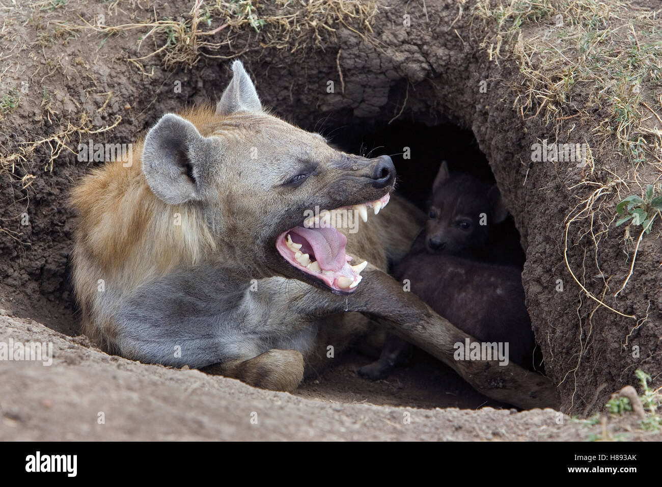 Spotted Hyena (Crocuta crocuta) yawning mother in den with 22 day old ...