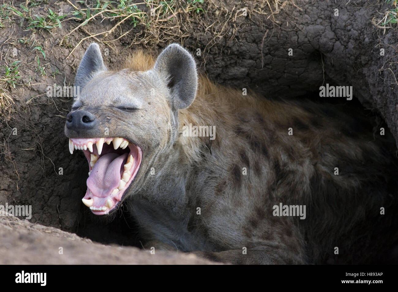 Spotted Hyena (Crocuta crocuta) adult female yawning at den, Masai Mara ...