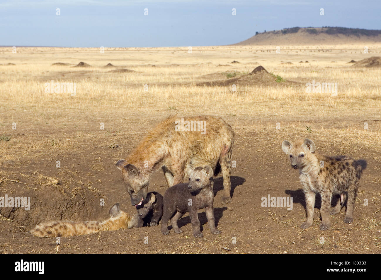 Spotted Hyena (Crocuta crocuta) adult females 8 week old cubs and 14 ...