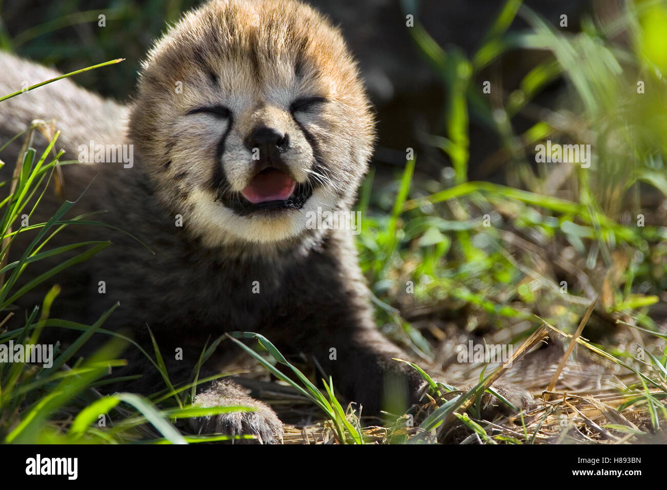 Cheetah (Acinonyx jubatus) five day old cubs crawling in grass near ...