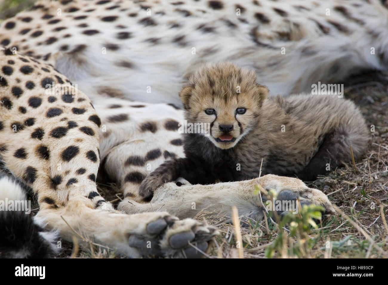 Cheetah (Acinonyx jubatus) sixteen day old cub resting on mother ...