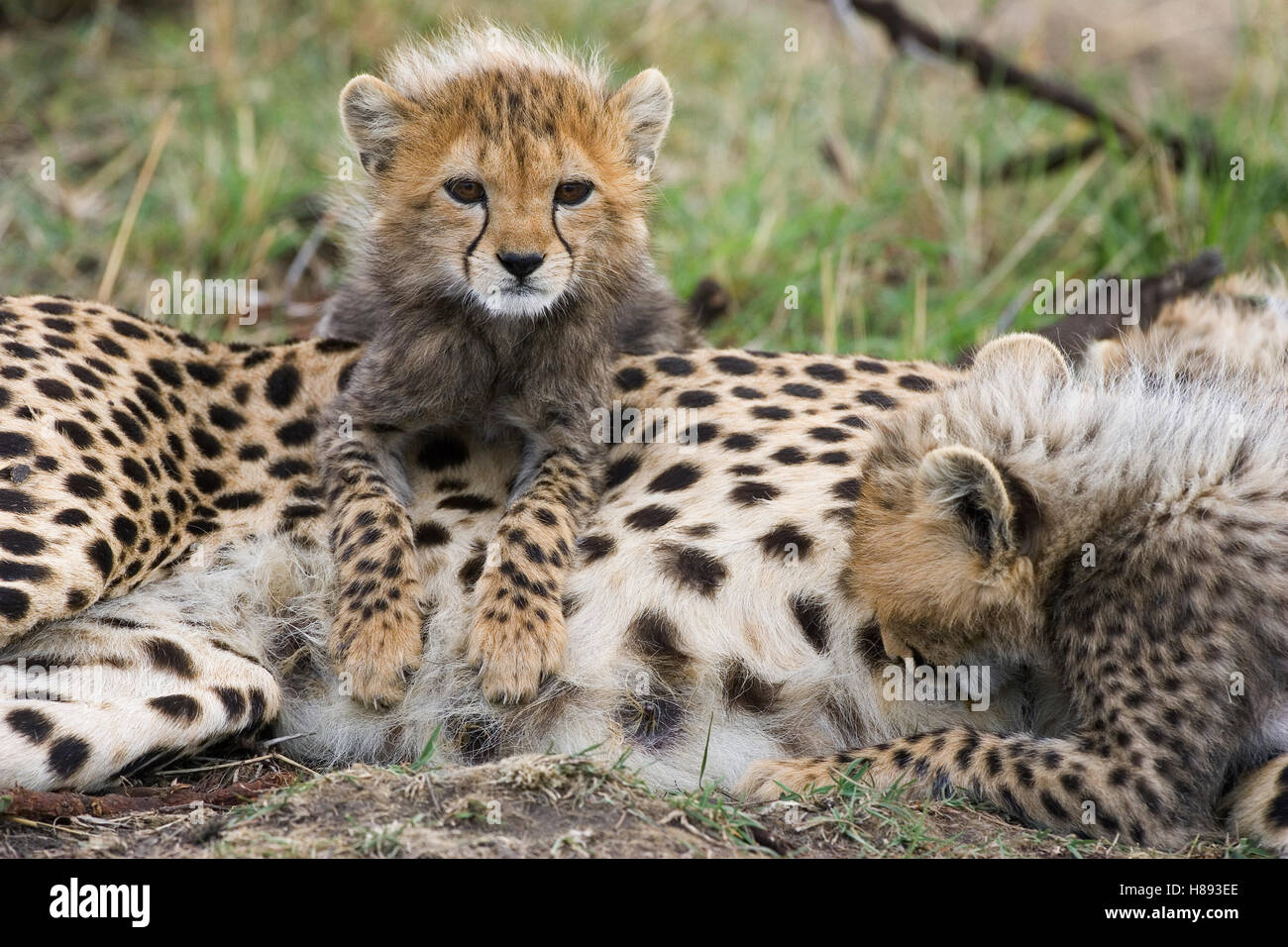Cheetah (Acinonyx jubatus) two six to eight week old cubs, one nursing ...