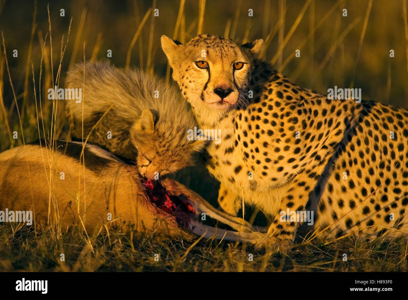 Cheetah (Acinonyx jubatus) mother and ten to twelve week old cub at ...