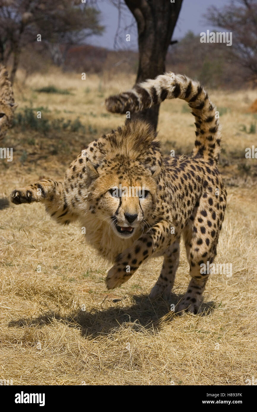 Cheetah (Acinonyx jubatus) attacking decoy (not visible), Cheetah ...