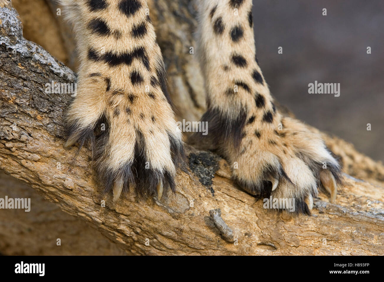 Cheetah (Acinonyx jubatus) showing detail of claws, Cheetah ...