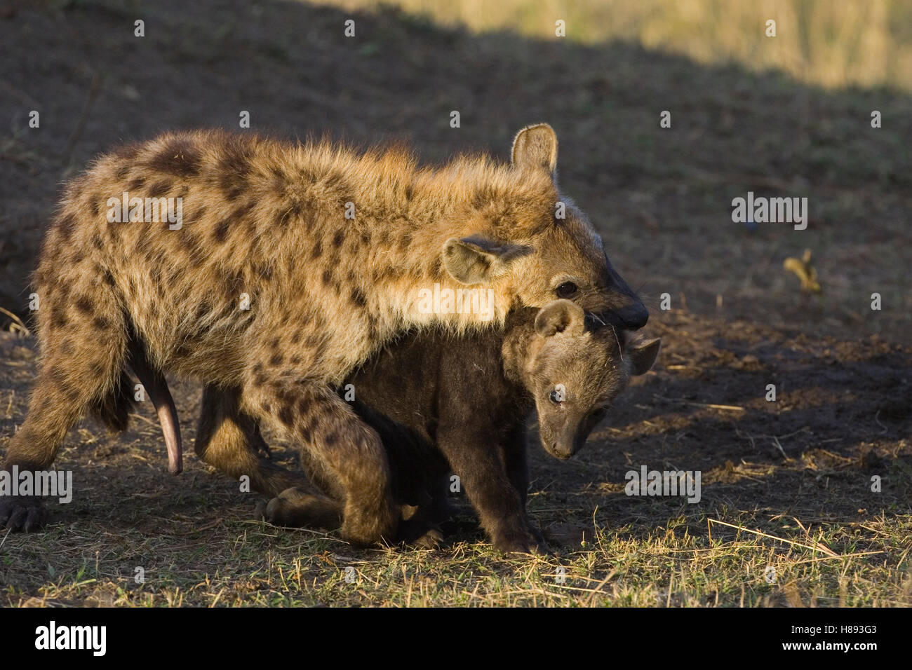 Spotted Hyena (Crocuta crocuta) six to eight month old juvenile playing ...