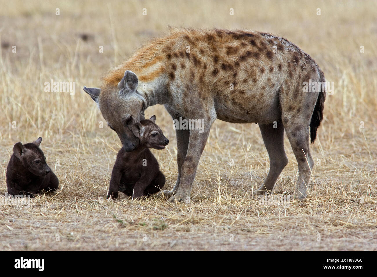 Spotted Hyena (Crocuta crocuta) mother carrying eight week old cub ...