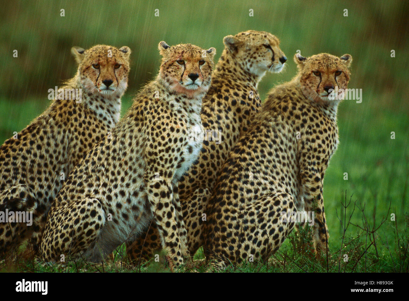 Cheetah (Acinonyx jubatus) group of adults in the rain, vulnerable ...