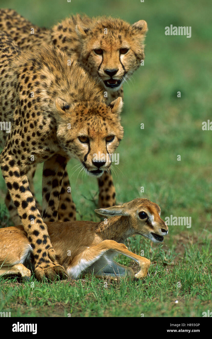 Cheetah (Acinonyx jubatus) 8 month old cub learning to catch prey with ...